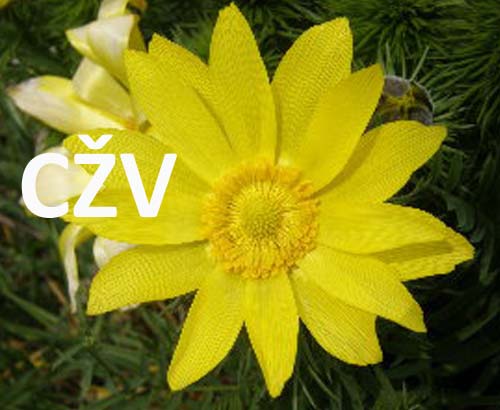 Výsledky hledání | Moodle ZČU